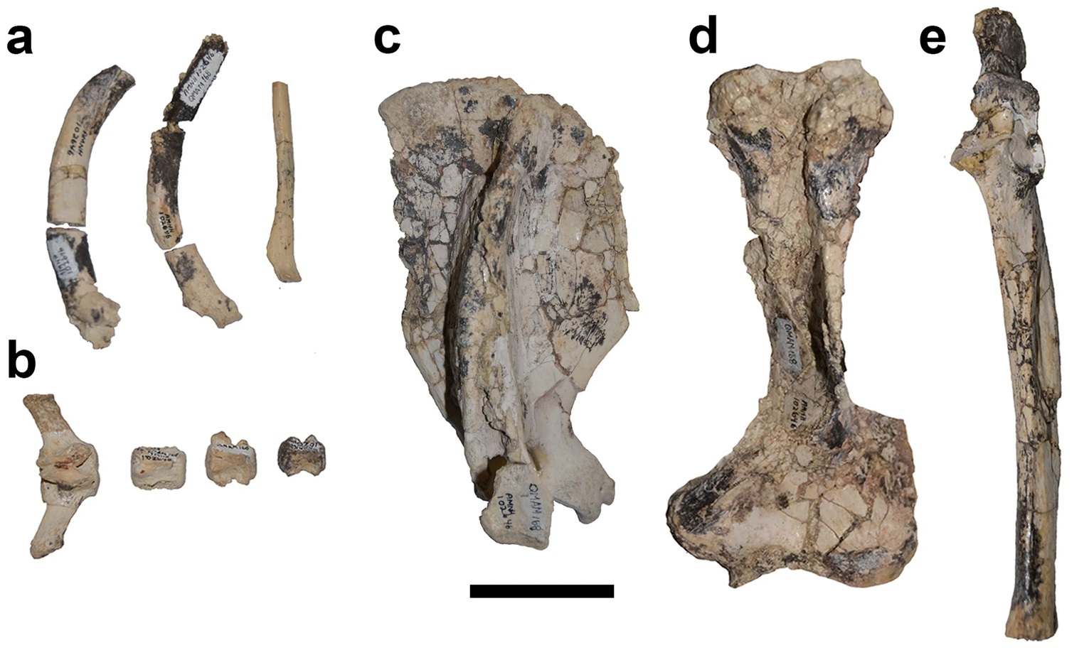 Species New to Science: [PaleoMammalogy • 2020] Mukupirna nambensis • A ...