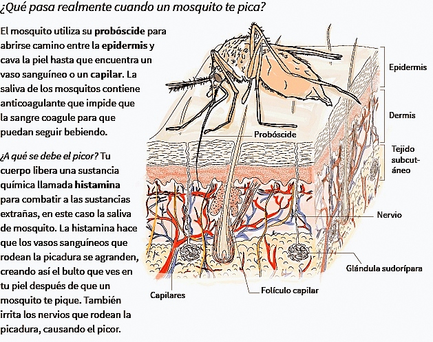 LOS MOSQUITOS Y SUS PICADURAS