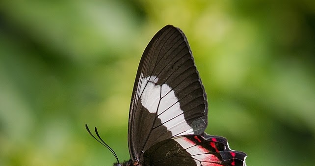 Borboletas e Mariposas: Parides ascanius (Cramer, 1775)