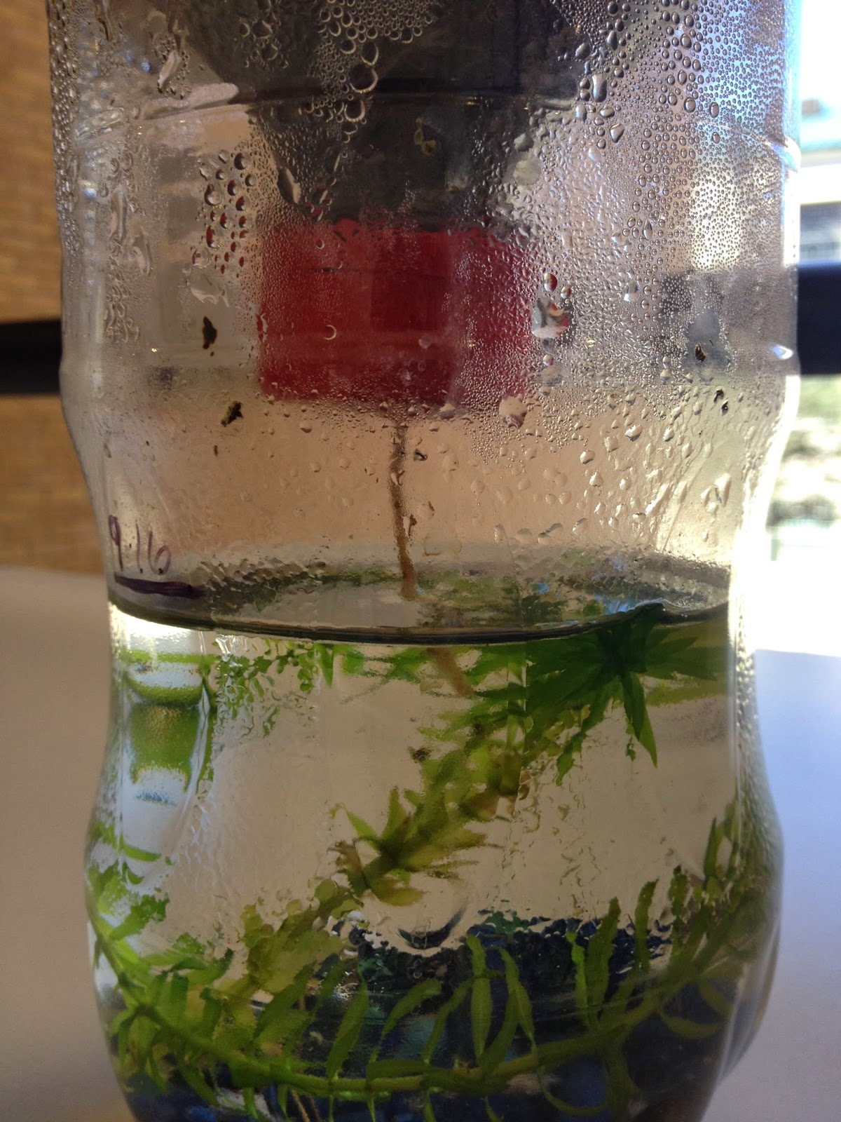 Ecosystem in a Bottle: Ecosystem in a Bottle: Week 7