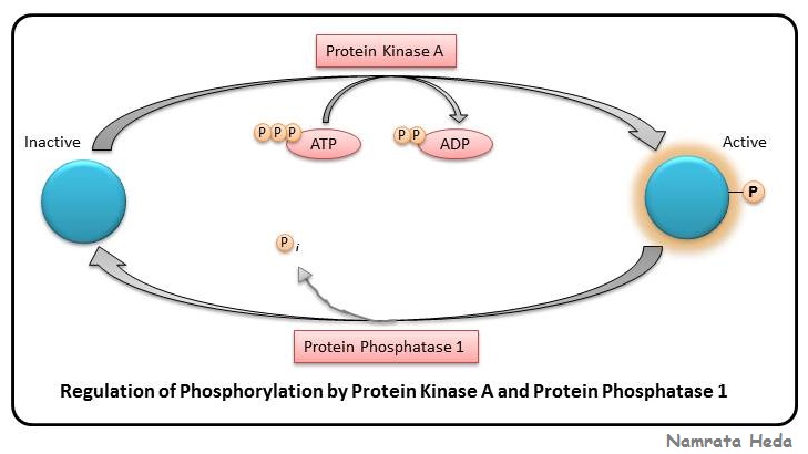 B for Biology: Signal Transduction Pathway - The cAMP Pathway