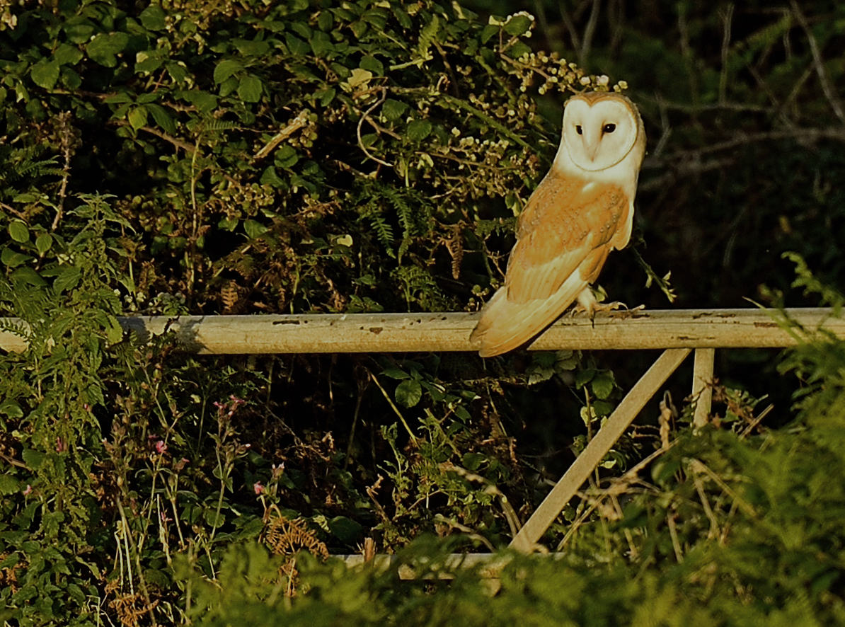 Alan James Photography : Barn Owls hunting