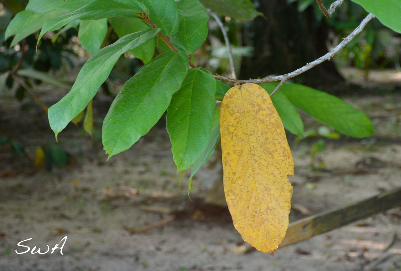 Tropical Biodiversity - Santarém - Pará - Brasil: Cupuaçu leaves ...