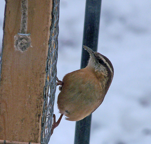 Life, Birding, Photos and Everything: Carolina Wrens in Kentucky
