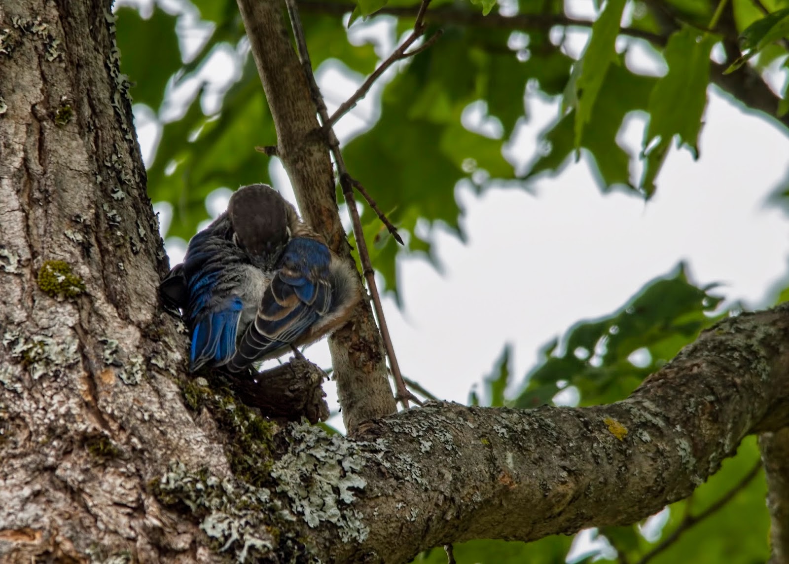 Raising an Eastern Bluebird: Coordinated Hunting