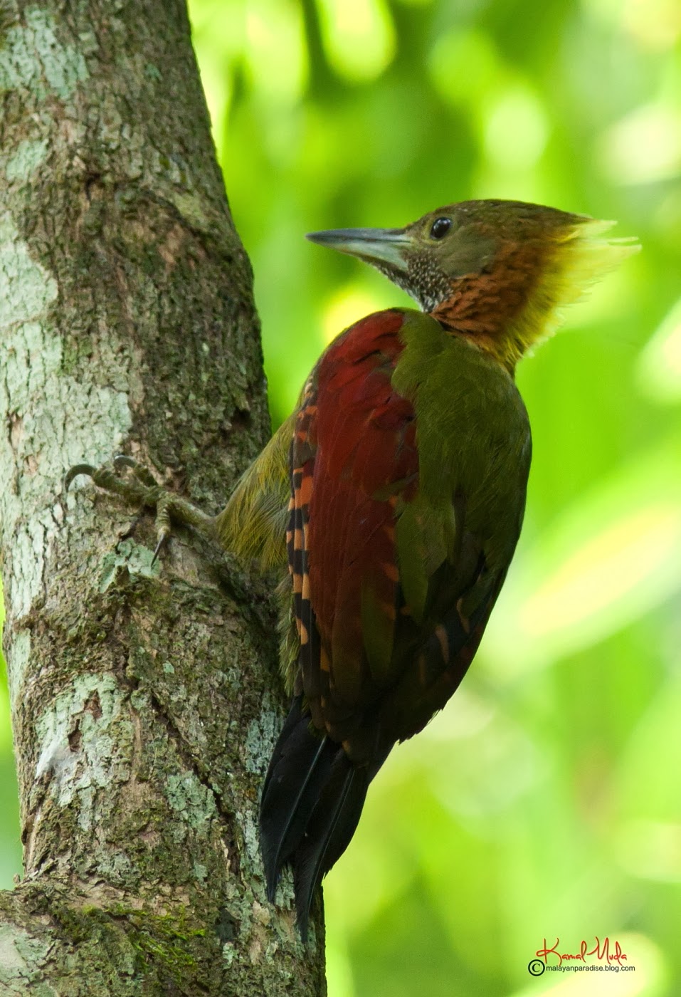 SOUTH EAST ASIA BIRDS - Malaysia birds paradise: Checker-throated ...
