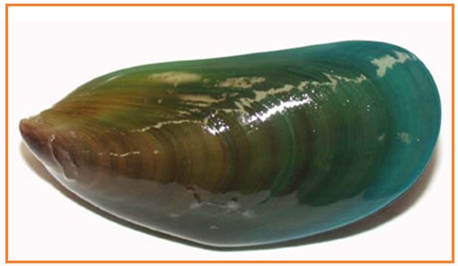 BIOLOGI GONZAGA: PELECYPODA MOLLUSCA