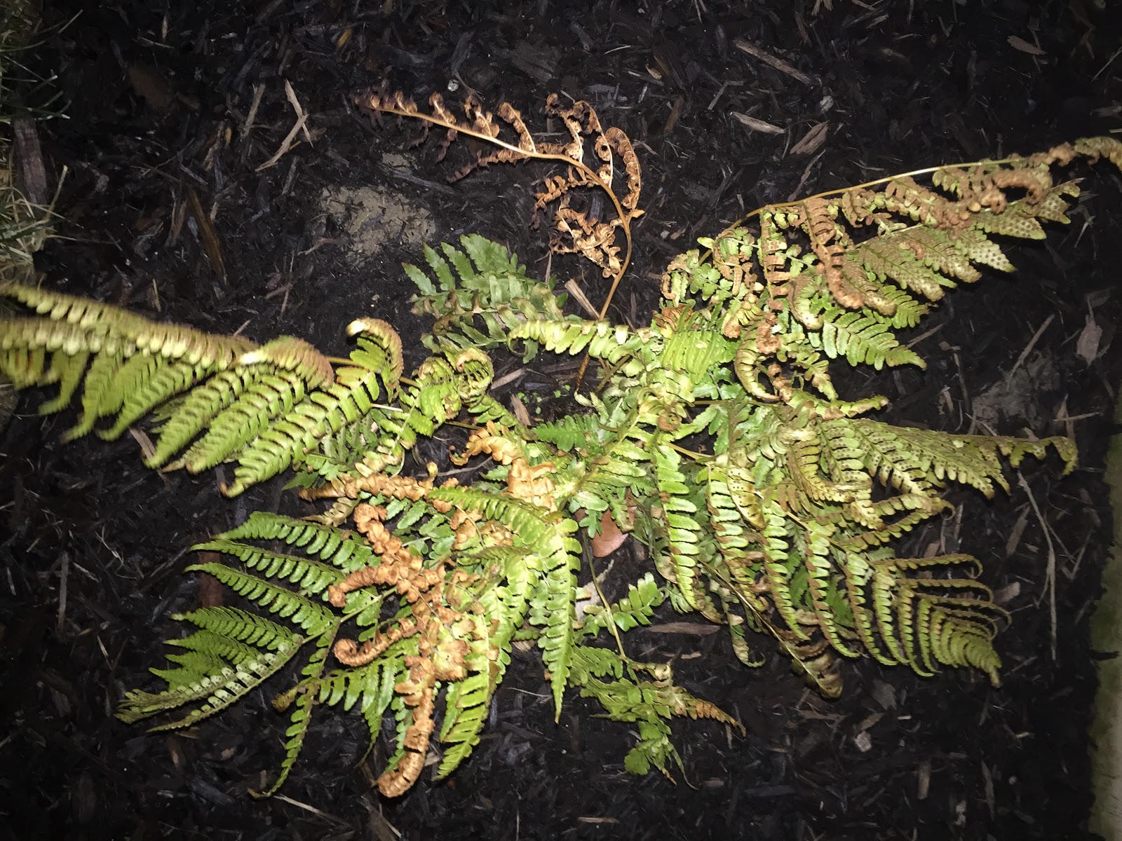 Backyard Neophyte Landscaping Blog: January 2015