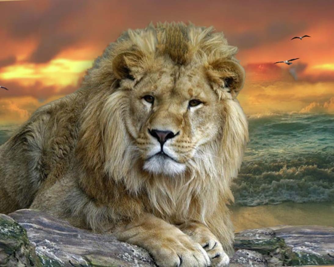 Animal Wallpapers Free High Quality Desktop, iphone and android ...