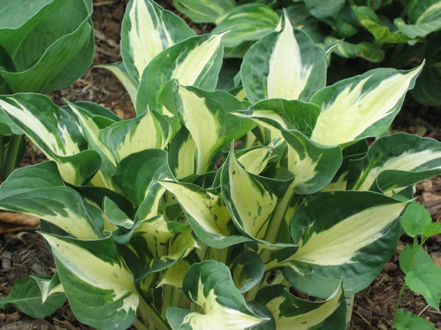 Dr. Dan's Garden Tips: Handsome Hostas