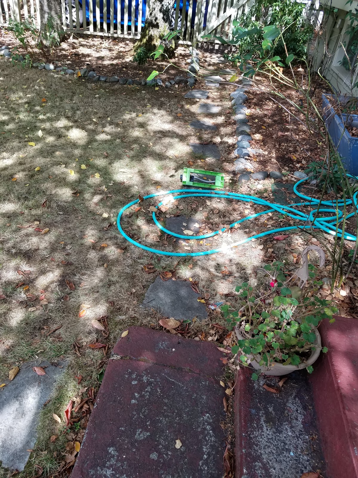 Renton pest control: Rats,Mice,Mouse,Squirrel,Rodents, Removal Control ...