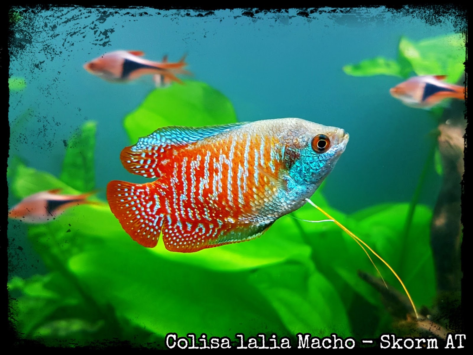 Acuarista Digital: Ficha: Colisa lalia