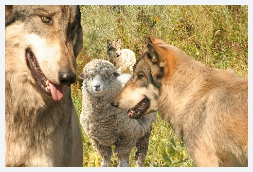 mamabishop: Sheep Amidst Wolves