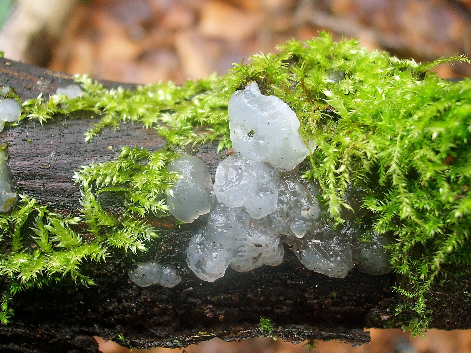 Calderdale Fungi - Halifax Scientific Society - Mycology Section: Ogden ...