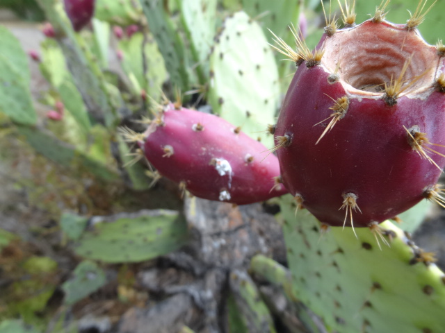 Zen and the Art of Inspired Parenting: Plants, Prickly Pear and Poop
