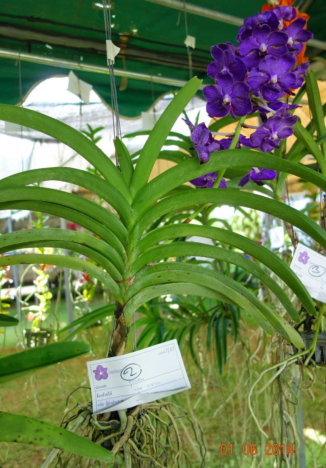 Orchids Flowers Pictures Bulbophyllum Vanda Cattleya Cymbidium ...