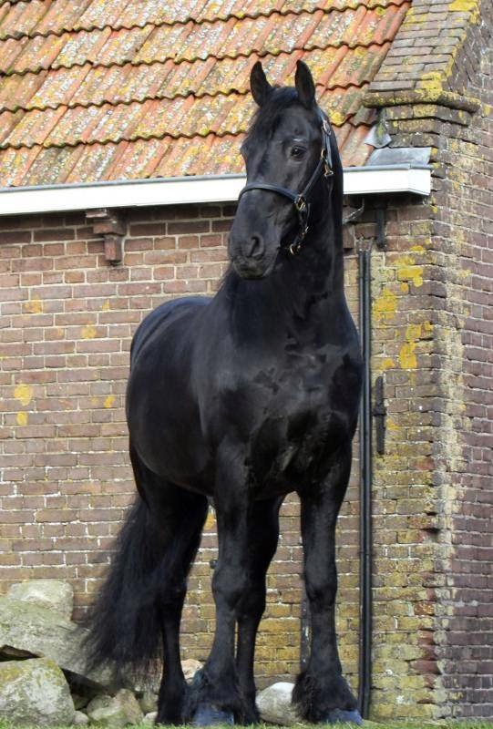 Caballos Hermosos: Frisones hermosos para la noche