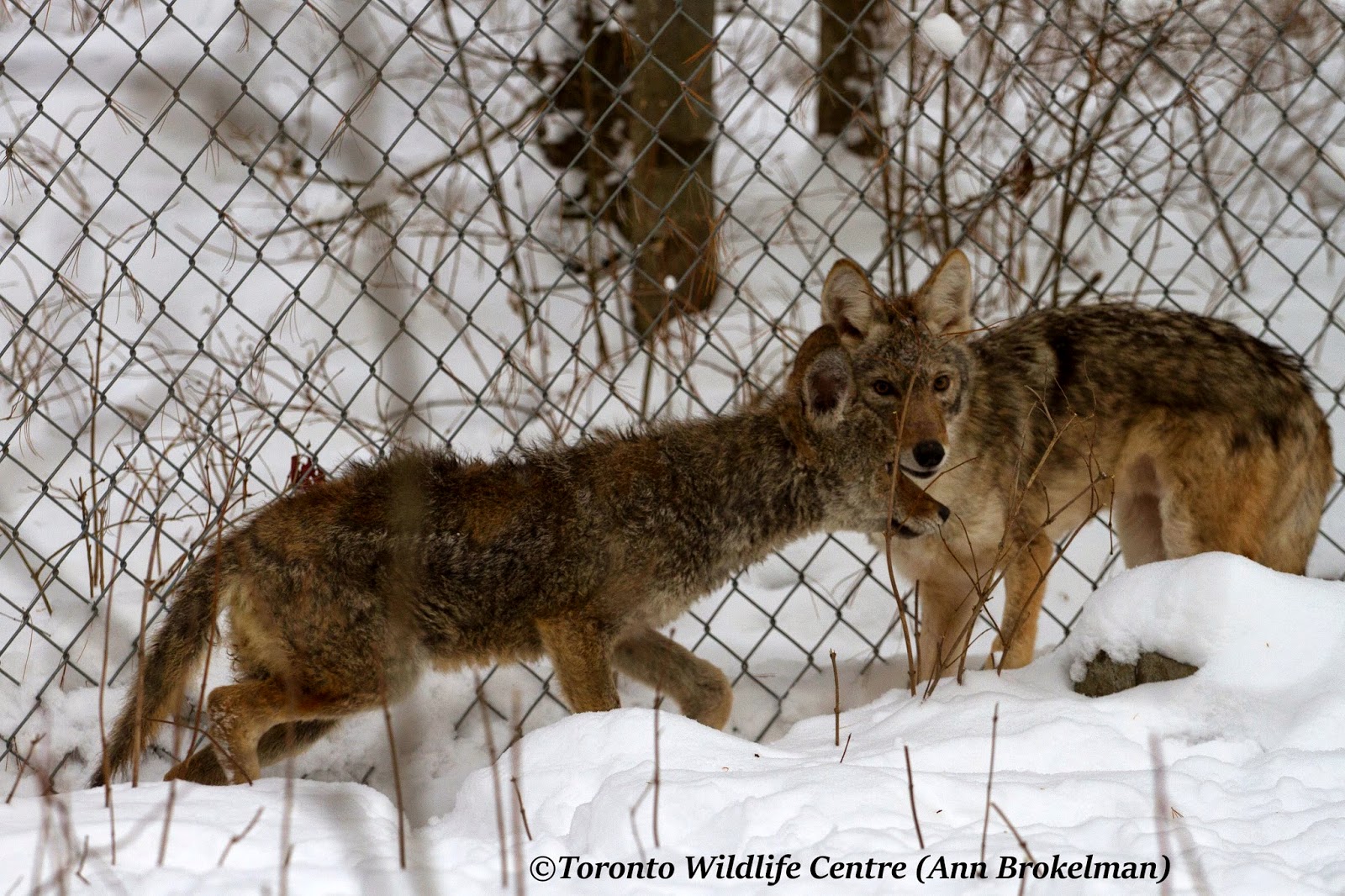 Ann Brokelman Photography: Coyotes with mange after treatment Nov 2014.