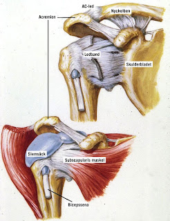 CALLE BAUMGARTEN: Axelledens Anatomi och Skador