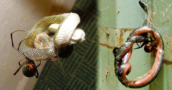 LOOK: 10 Photos Of Huge Snakes That Succumbed To Those Itsy, Bitsy Spiders