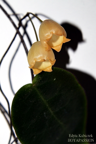 Hoyapassion: Hoya inflata