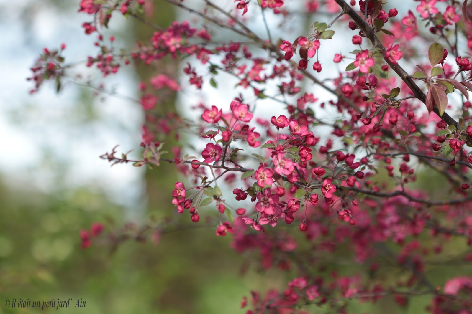 IL ETAIT UN PETIT JARD'AIN ...: FOCUS PRUNUS MALUS TRESORUS ...
