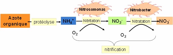 AGRO REPORTER: METHODE DU BILAN AZOTE - EPISODE 2/3 « la minéralisation ...