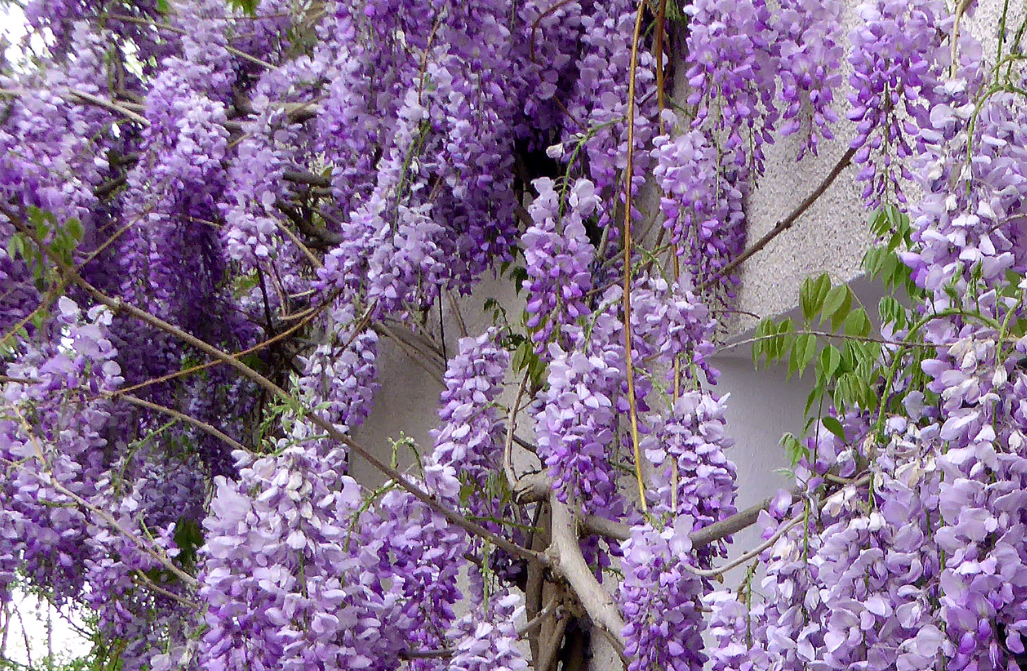 Living the life in Saint-Aignan: Nouvelles de fleurs