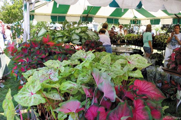 Studio Floral Dora Santoro: Caladiums