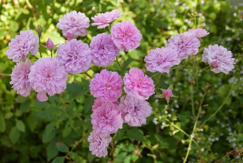 Organic Garden Dreams: August Roses