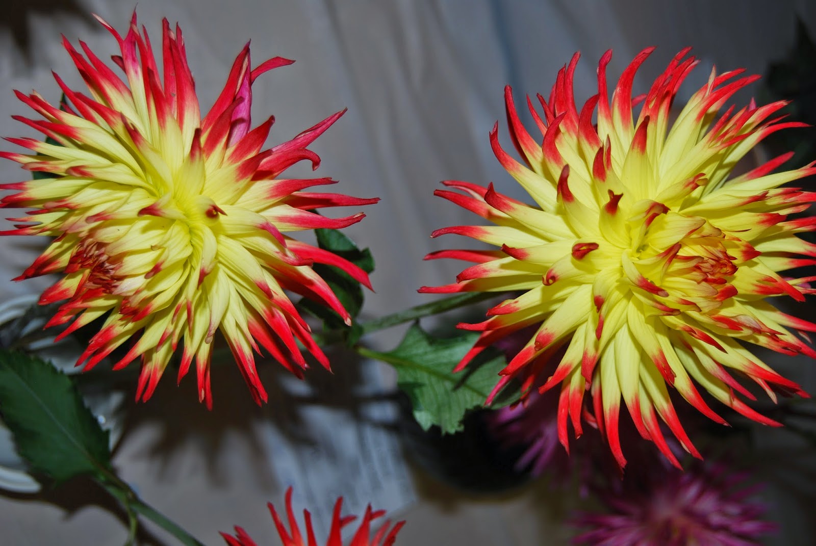 Odd Plants