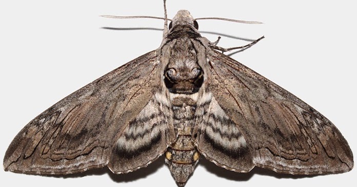 Perché le falene volano intorno alla luce