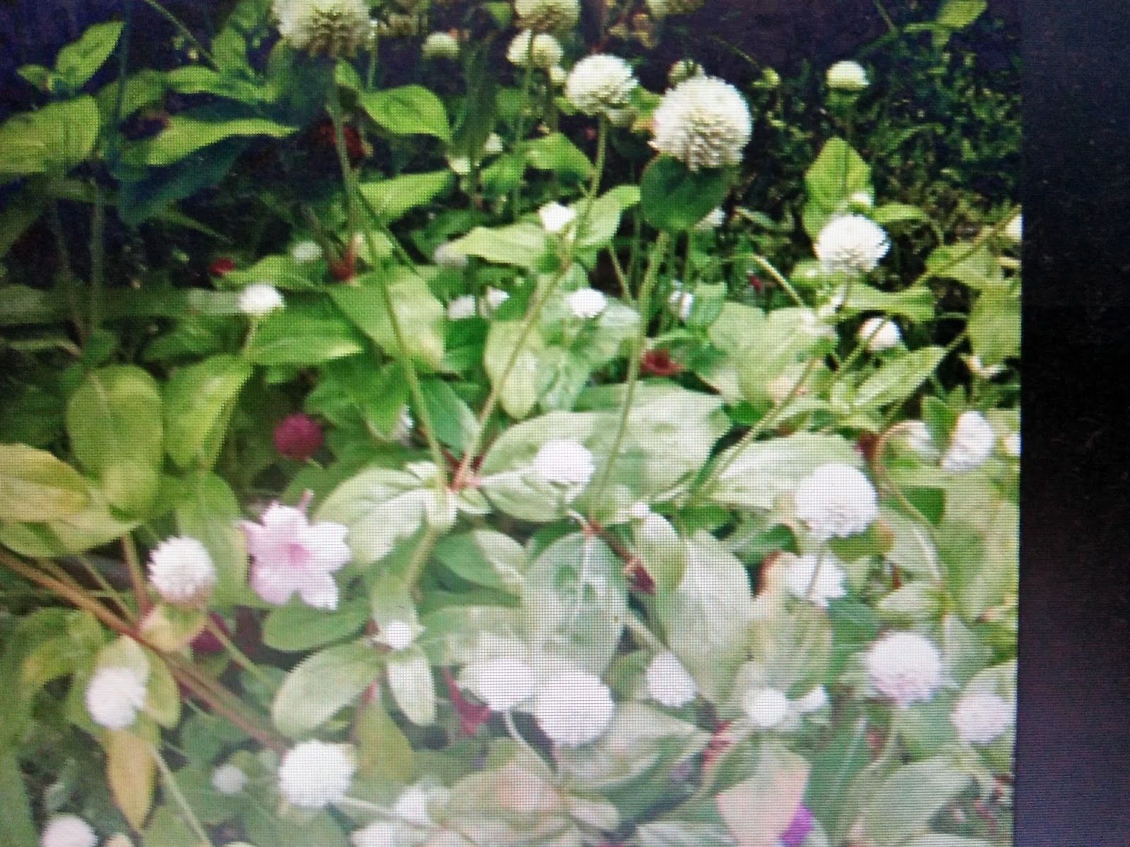 Fuziah Sulaiman blog: Jom kenali POKOK BUTANG - Gumfrena- ornamental n ...