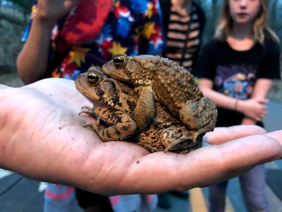 Prehistoric Beast of the Week: Toads on the Road: Sharing our Earth ...