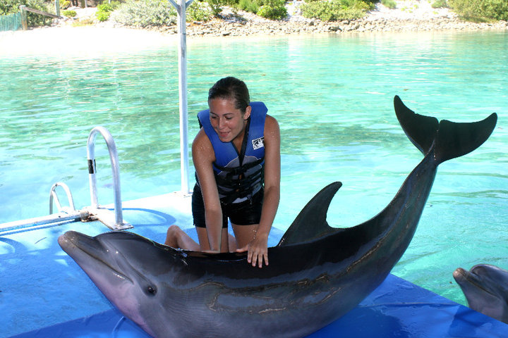 Animal Behavior: Tips and tricks for becoming a dolphin trainer ...