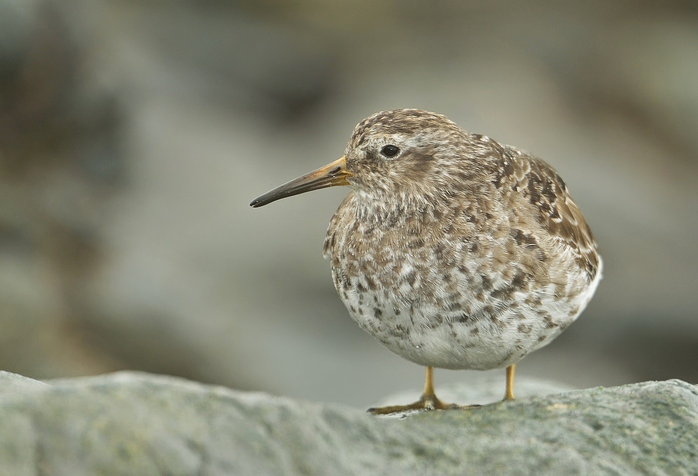 Steve Rogers birding: Summer plumage Purple Sandpipers at Battery Rocks ...
