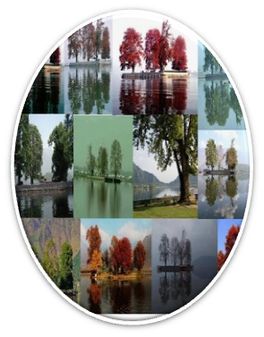 Medicinal Plants in India: Chinar plant