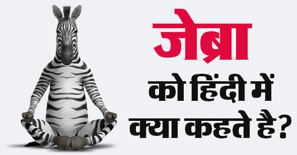 Zebra zebra