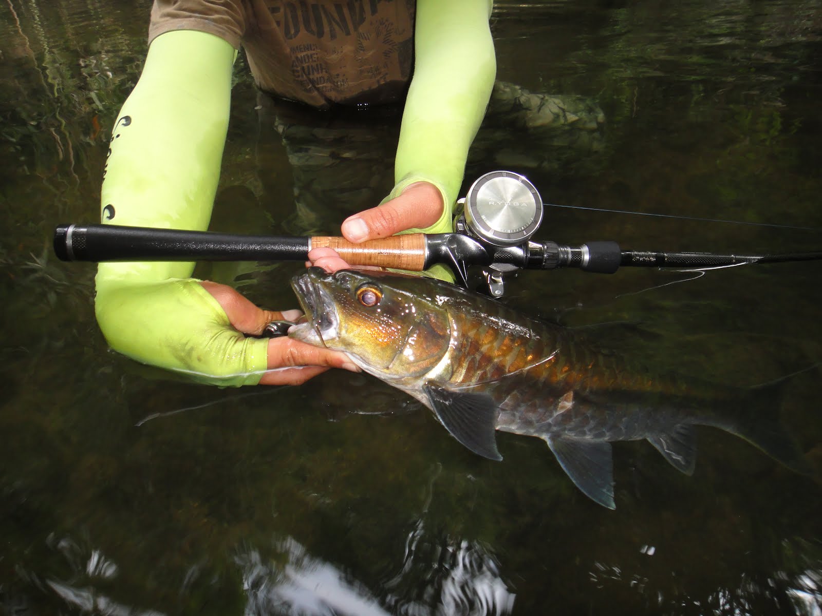 Thailand Giant Snakehead (Toman) And Wild Fishing.: The Golden Thai ...