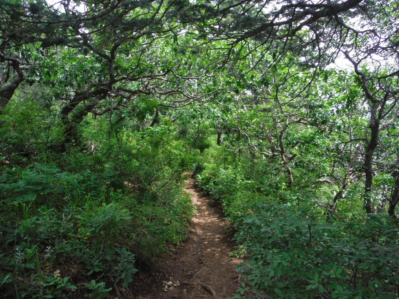 Enchanting Eats and Feats: Tree Spring Trail, Mid Julty