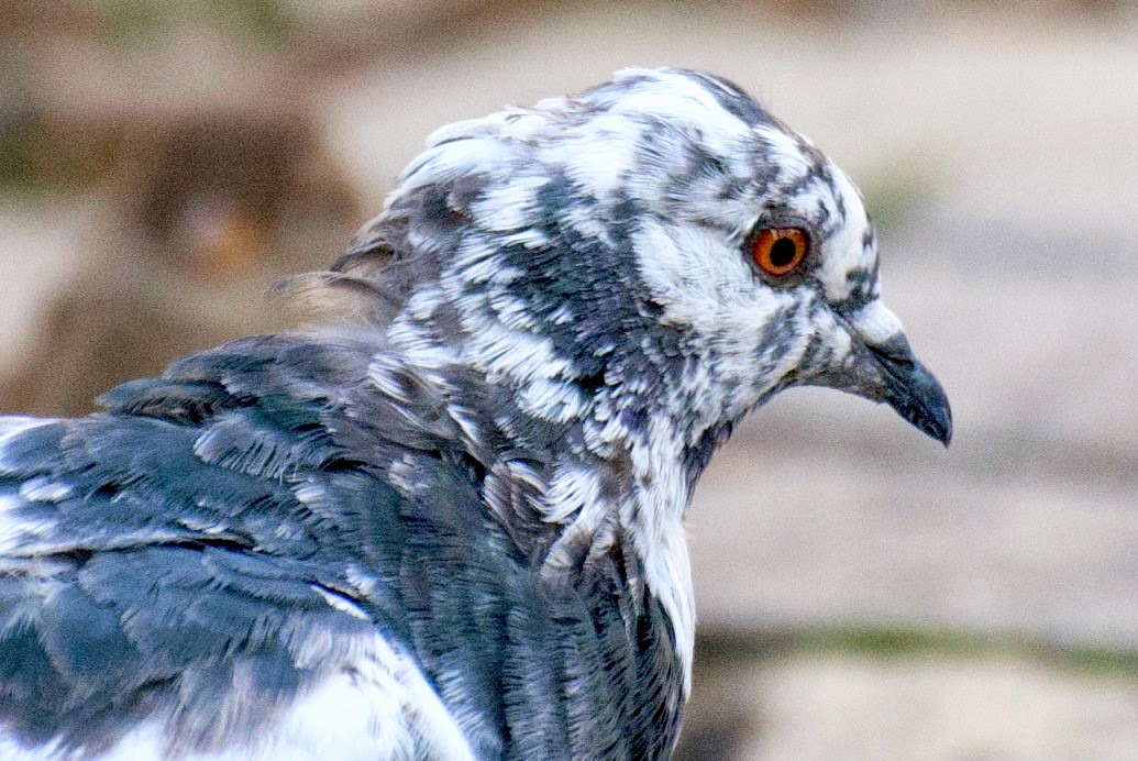 Urban Wildlife Guide: Pretty Pigeons