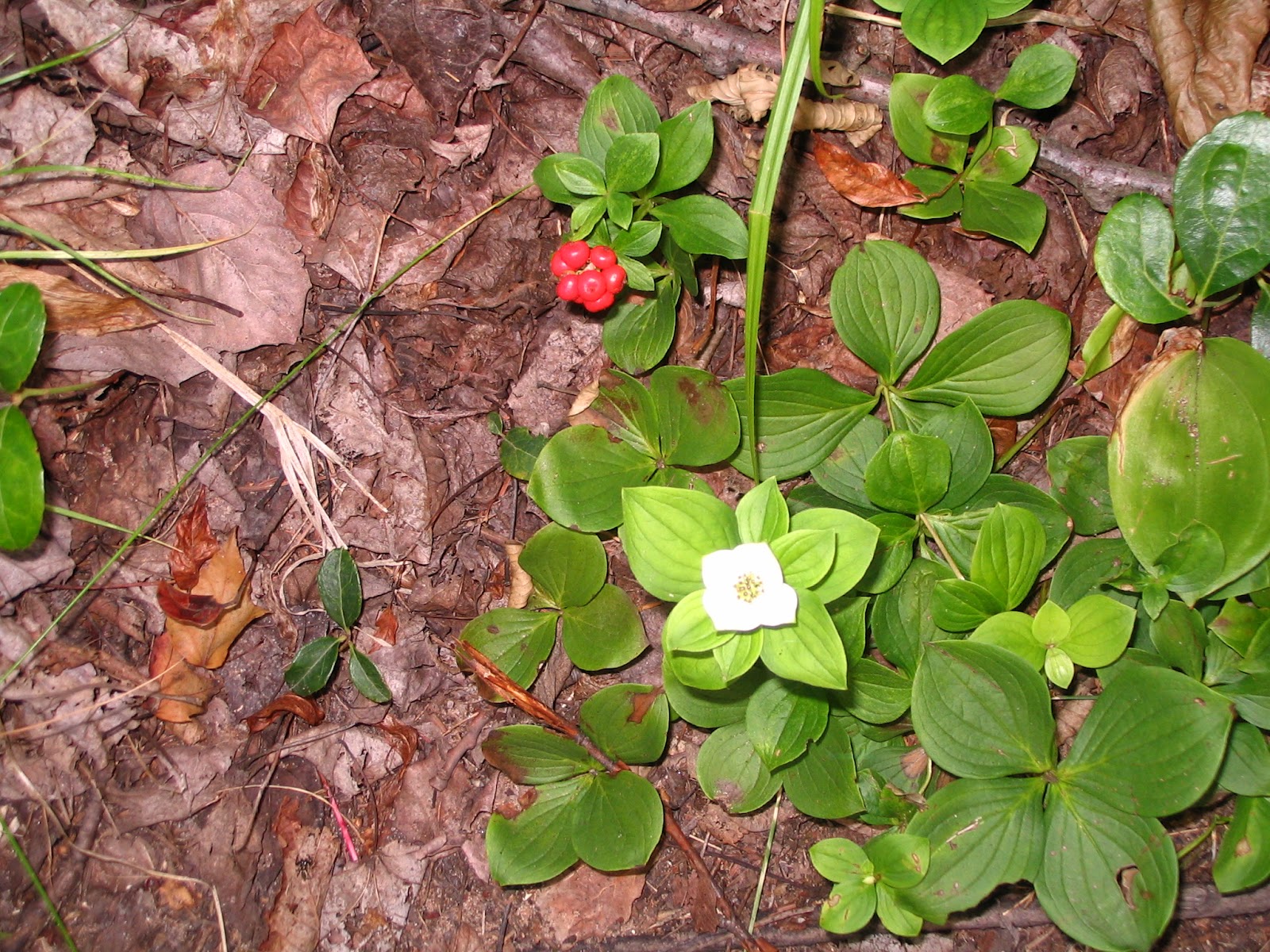 Sailing Adventures of "Second Wind": Quarry Bay to Presque Isle Bay ...