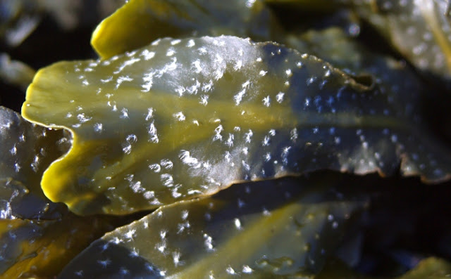 Kresten Hansen: Cryptostomata