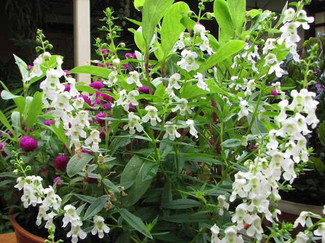 Bush Bernie's Blog: Flower Flaunt Friday ... First Decent Fall Of Rain.