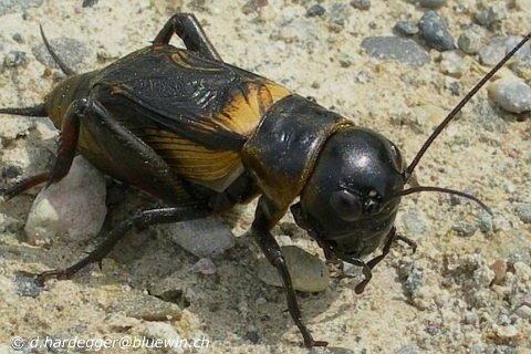 O Livro da Natureza: Grilos