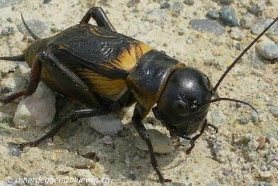 O Livro da Natureza: Grilos
