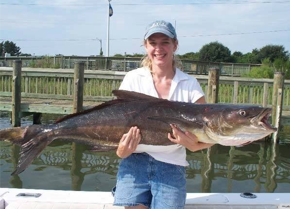 Big Fishes of the World: COBIA (Rachycentron canadum)