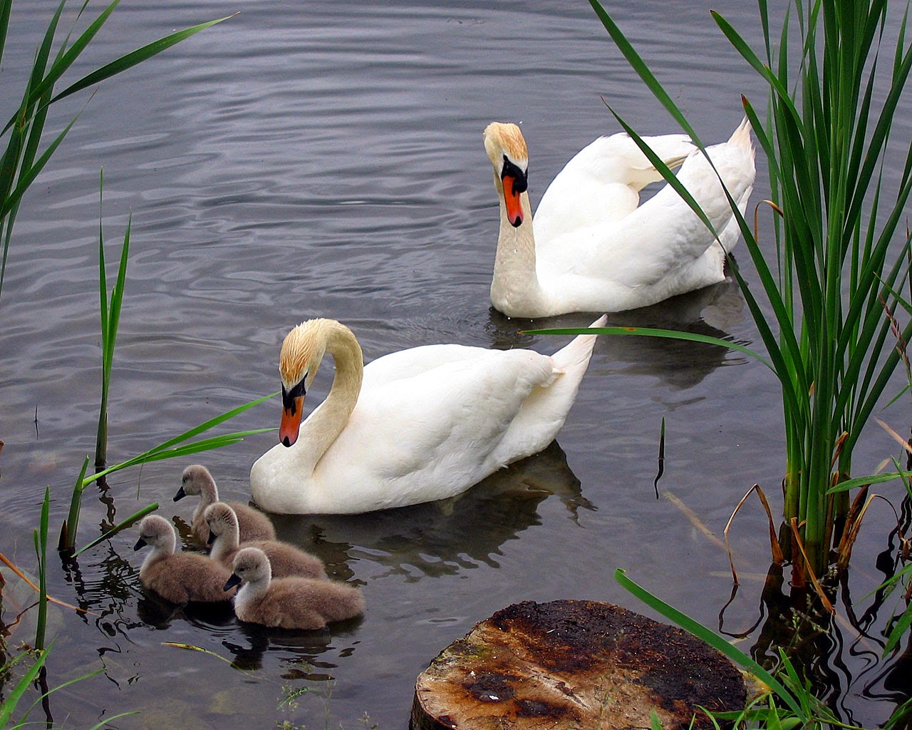 Amazing Romania: DANUBE DELTA