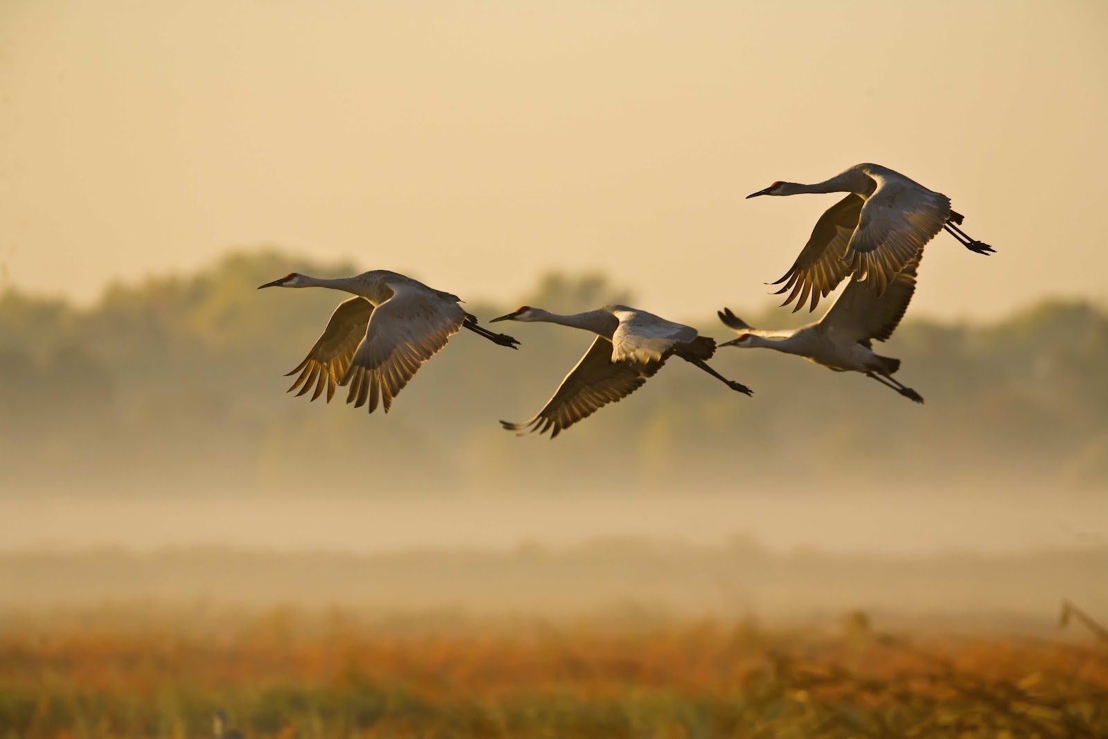Wild life: crane images | wild birds