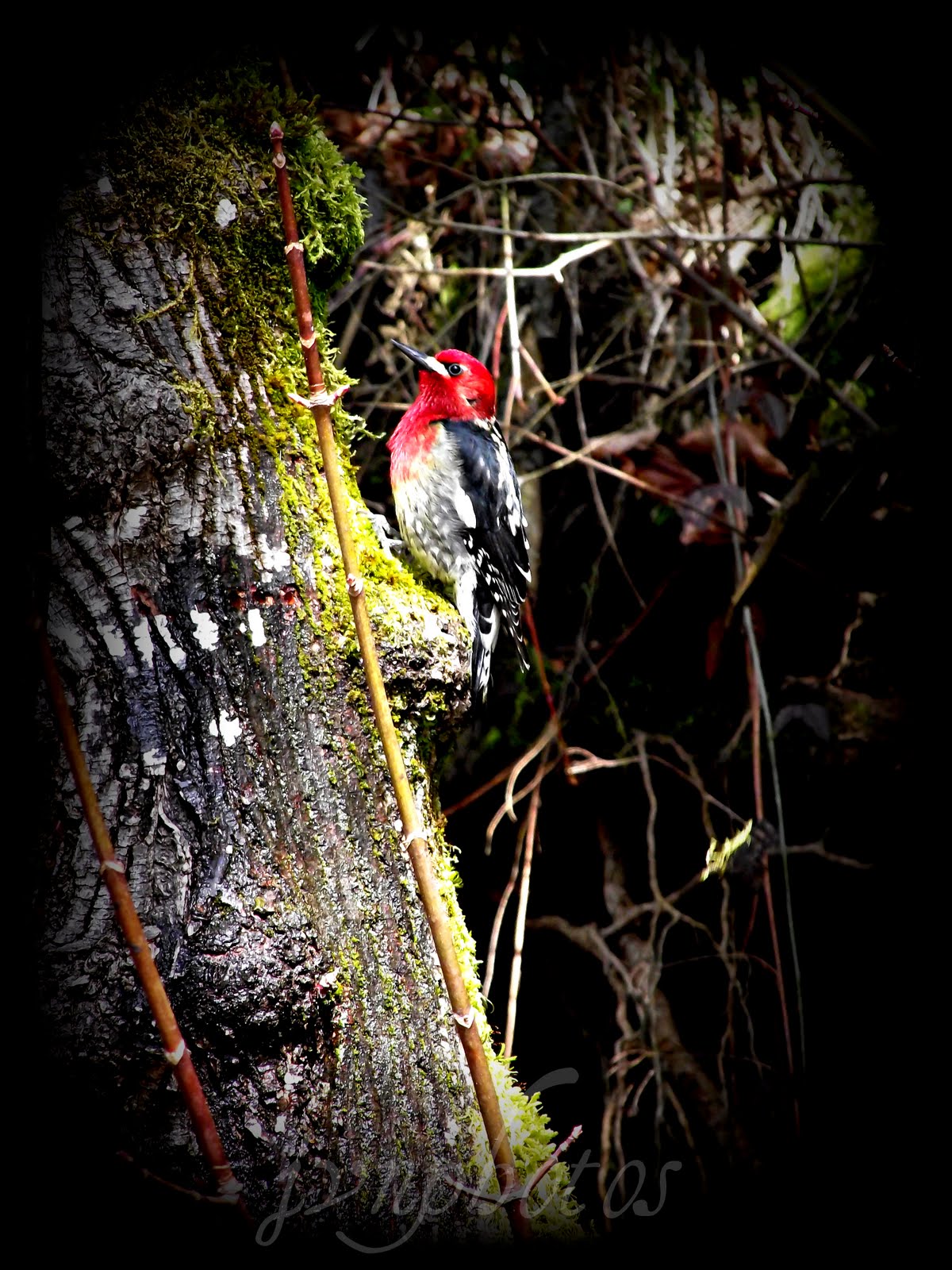 Photos by Jan: Triangle Lake, Oregon and Further Adventures